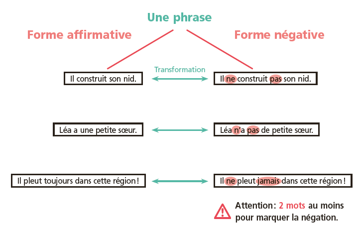 G5 - Les phrases affirmatives et négatives