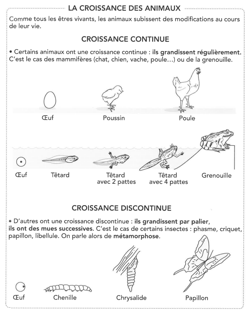 S3 - Les animaux ça vit et grandit comment