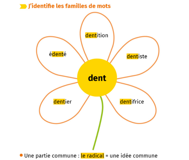 Leçon 23 - Les familles de mots